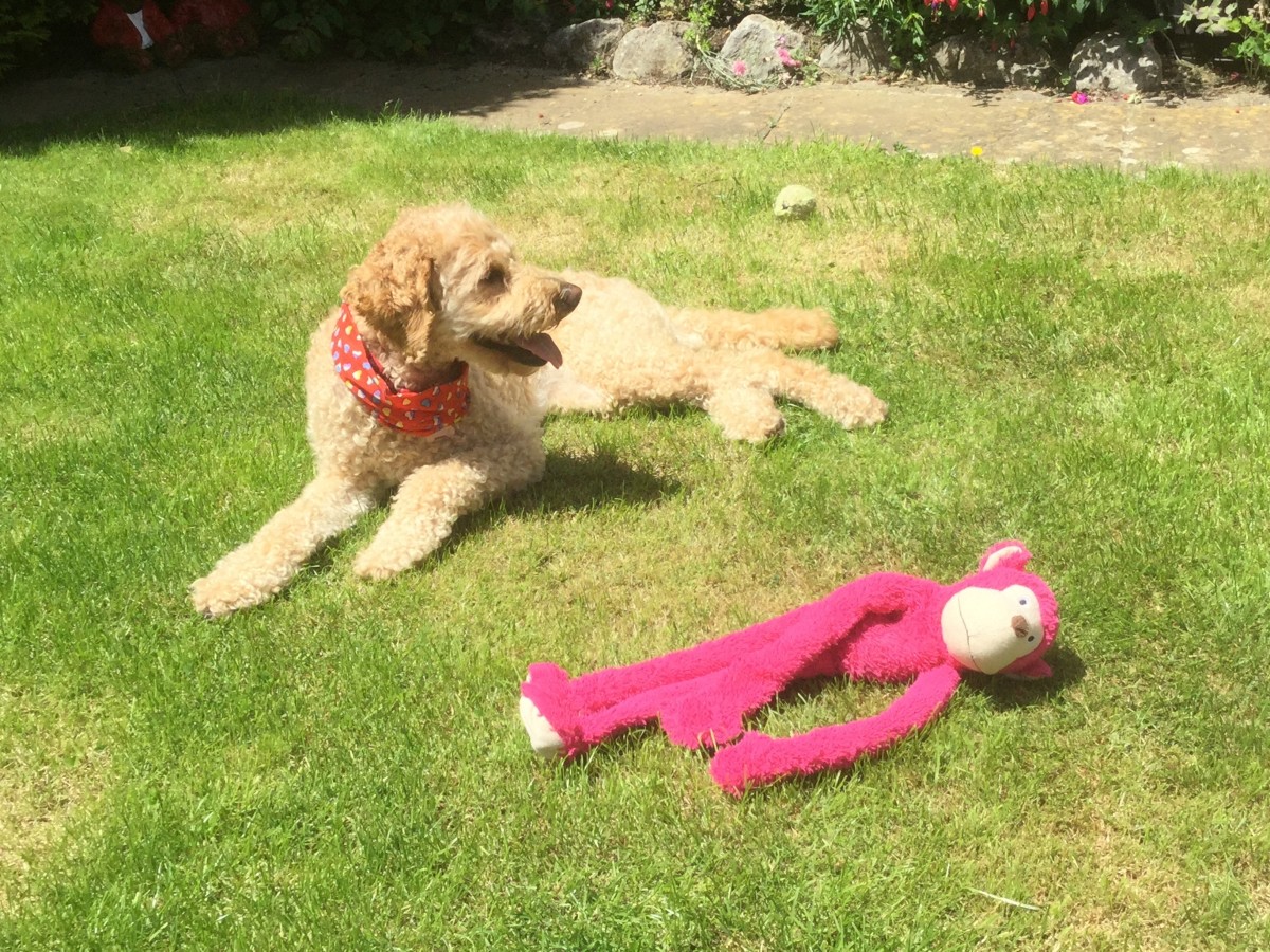 My Top 10 Favourite Pink Flowers - Dengarden