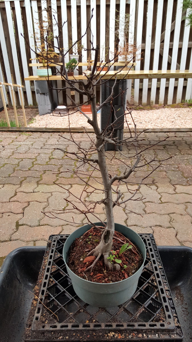 How to Repot a Bonsai Tree (And Why Repotting Is Important) - Dengarden