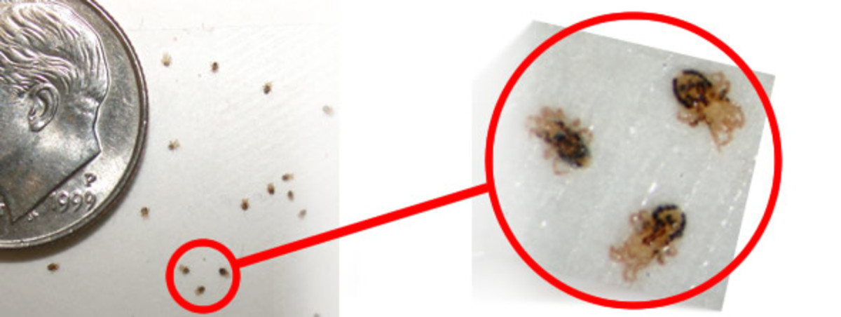 Signs and Symptoms of Disease in Canaries - PetHelpful