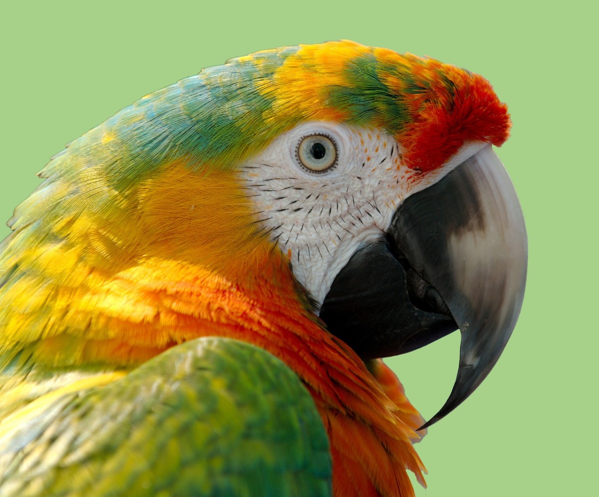 3 Of The Best Small Exotic Pets To Own PetHelpful 3 Of The Best Small Exotic Pets To Own PetHelpful