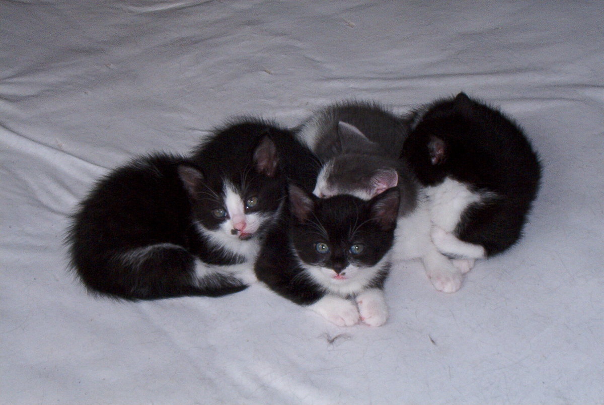 Common Questions About Cat Health Tongue Color Sneezing And More Common Questions About Cat Health Tongue Color Sneezing And More