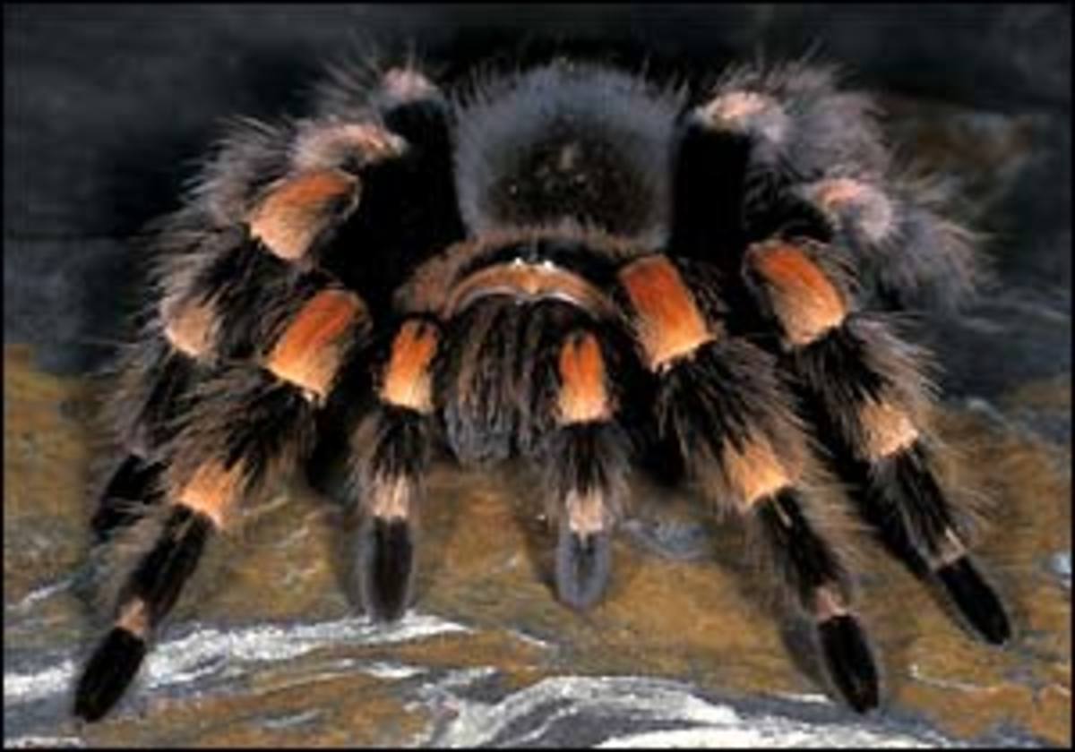 Everything You Want to Know About Keeping Tarantulas as Pets - HubPages