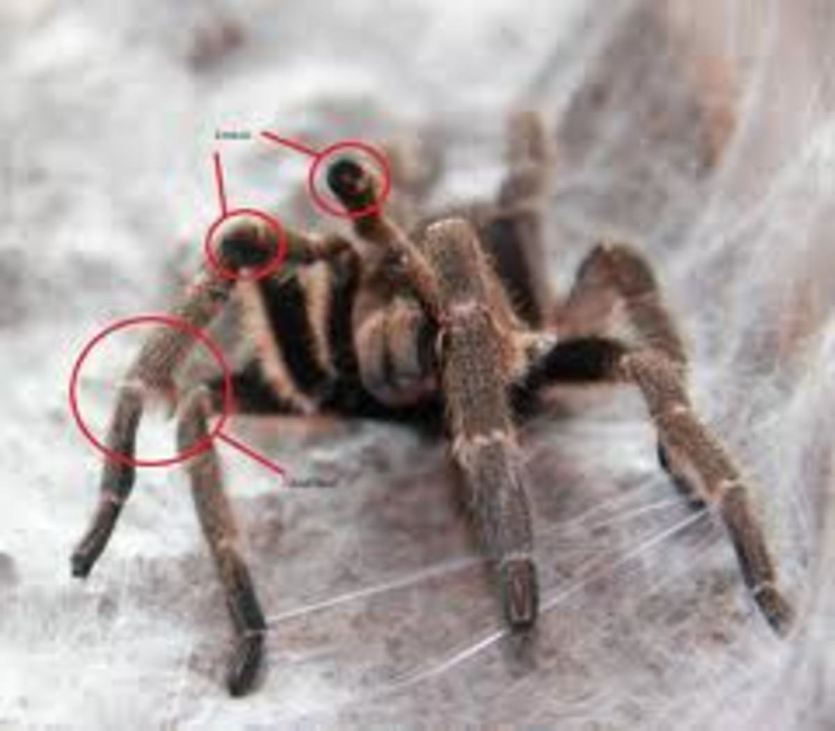 Everything You Want to Know About Keeping Tarantulas as Pets - HubPages