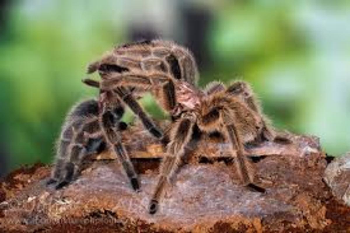 Everything You Want to Know About Keeping Tarantulas as Pets - HubPages