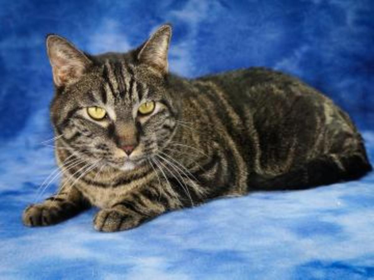 The 9 Cat Personalities: Feline-ality and Meet Your Match - PetHelpful