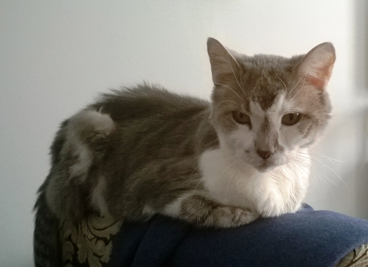 Hemangiosarcoma In Cats