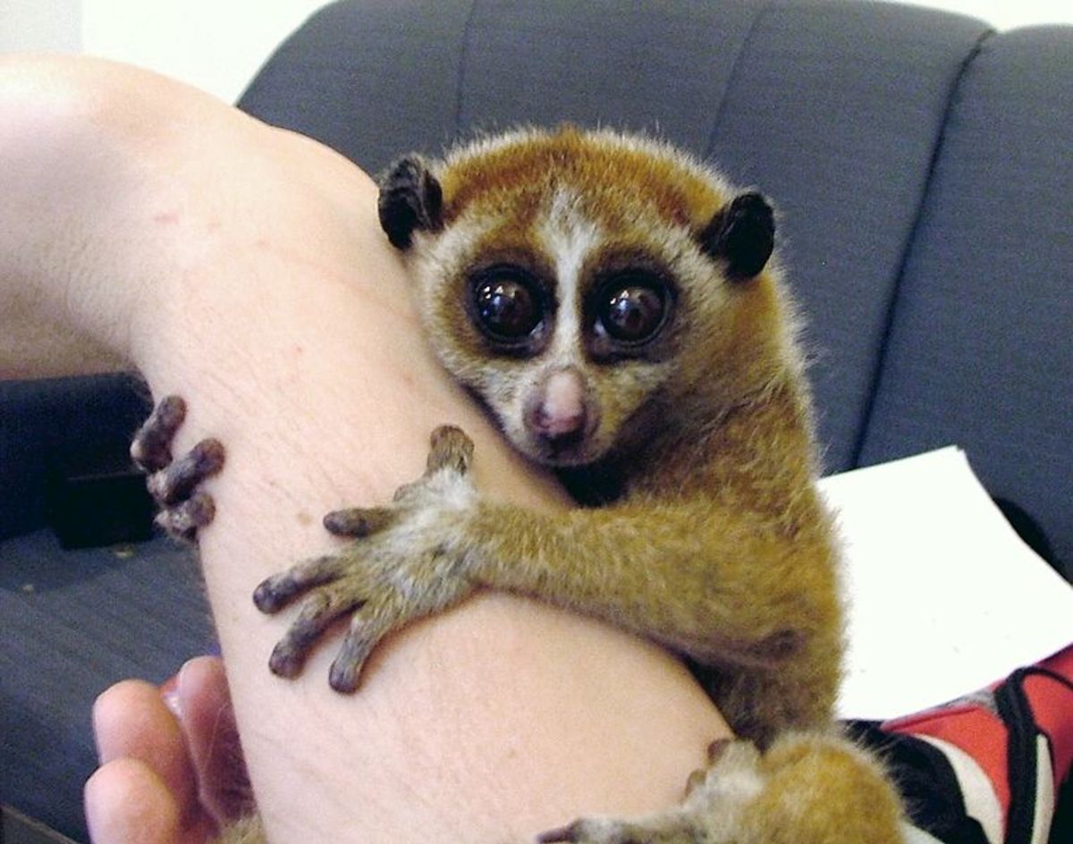 Slowloris Attack Legality Tattoostashok Slowloris Attack Legality Tattoostashok