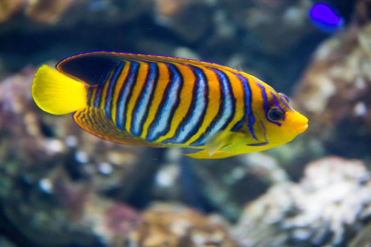 What to Know Before Buying New Aquarium Fish - HubPages