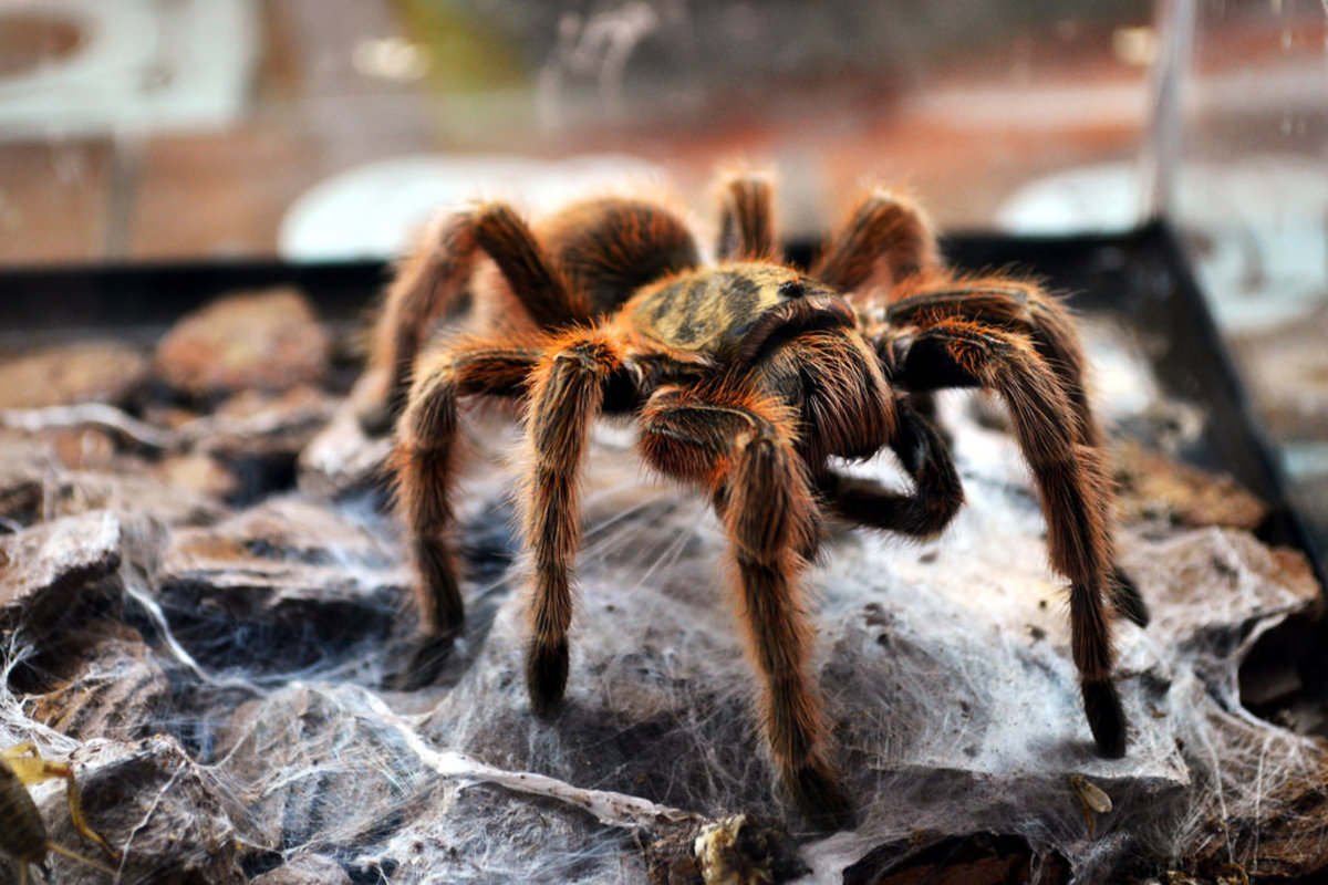 10 Exotic Pets That Are Legal To Own In California PetHelpful 10 Exotic Pets That Are Legal To Own In California PetHelpful