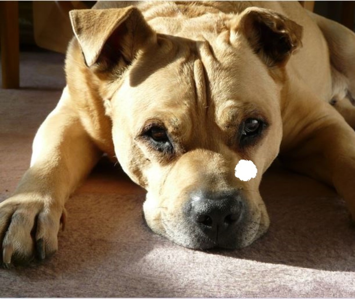 How To Test Your Dog s Vision At Home PetHelpful How To Test Your Dog s Vision At Home PetHelpful