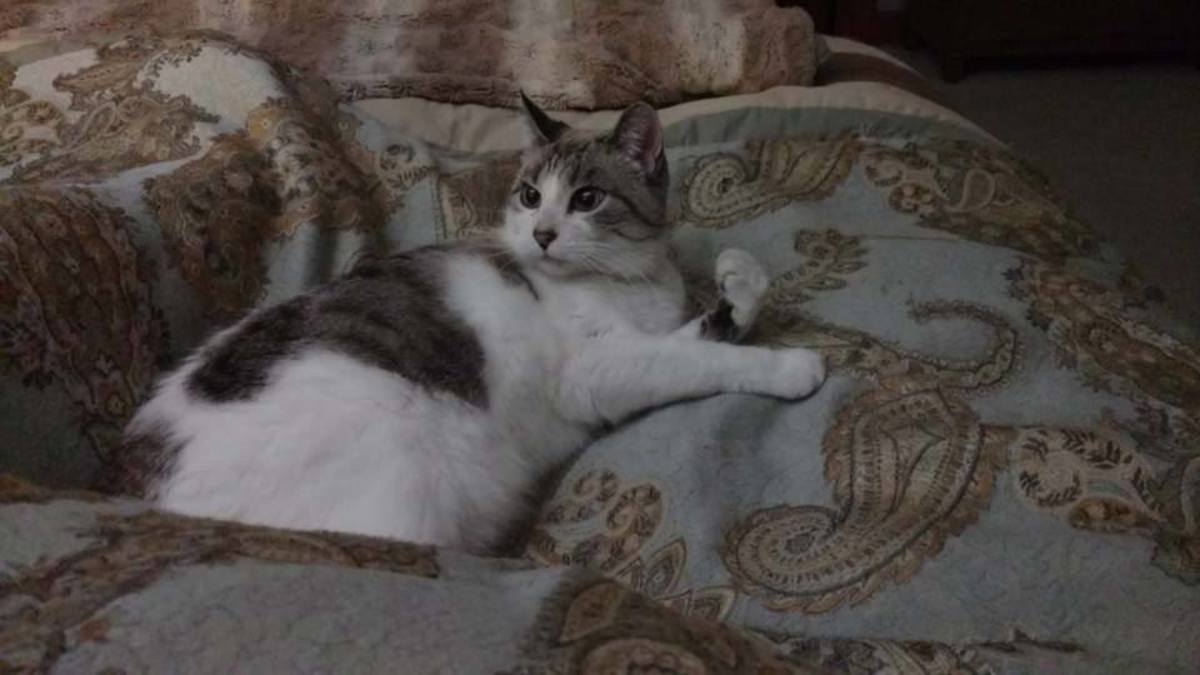 What to Do When Your Cat Goes Missing (From Personal Experience) - HubPages