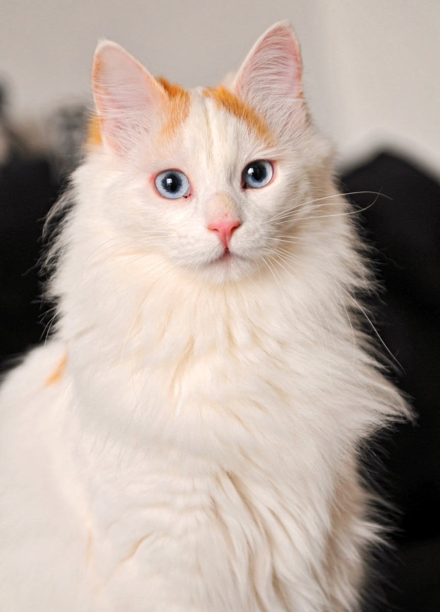 7+ variaciones del gato bicolor (y por qué ocurren)