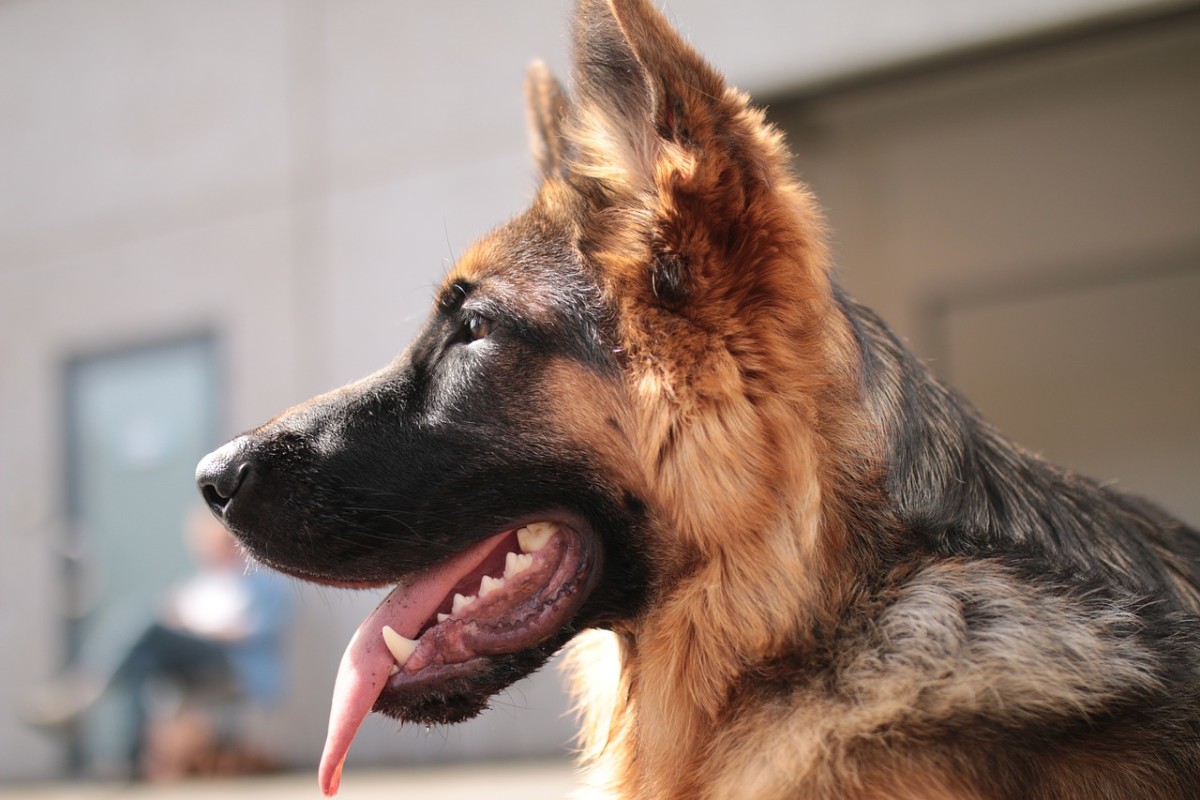How Long Do German Shepherds Live PetHelpful How Long Do German Shepherds Live PetHelpful