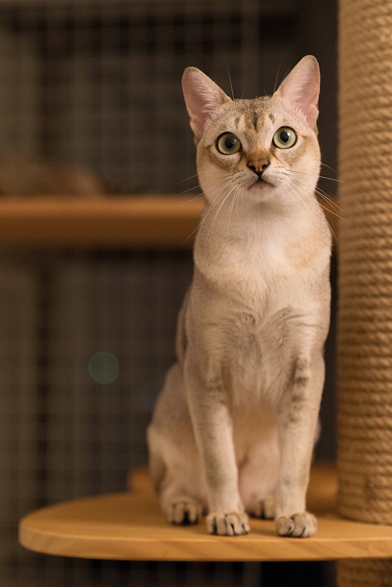Top 10 Smartest Cat Breeds PetHelpful Top 10 Smartest Cat Breeds PetHelpful