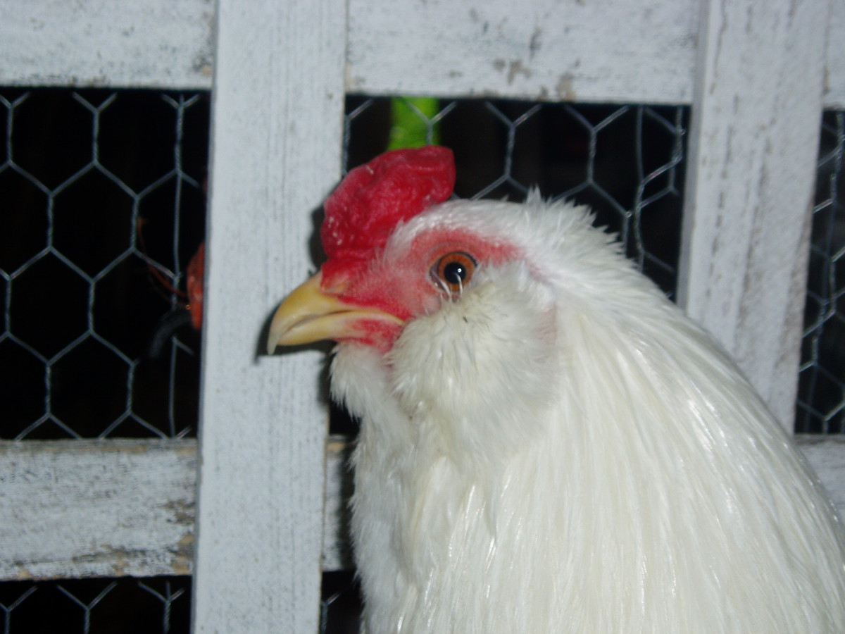 Ameraucana Chickens and Easter Egg Chickens - HubPages