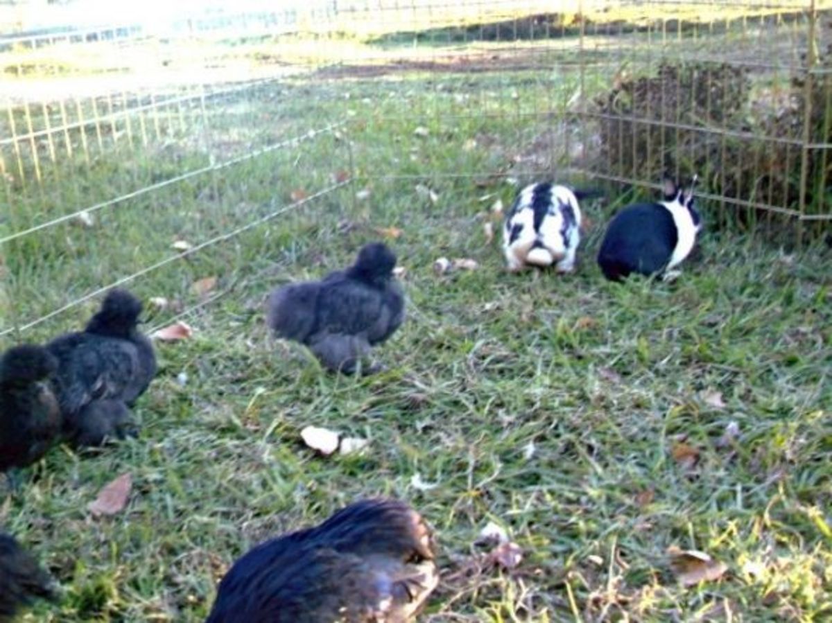 Silkie: A Comprehensive Guide to the Furry Chicken - HubPages