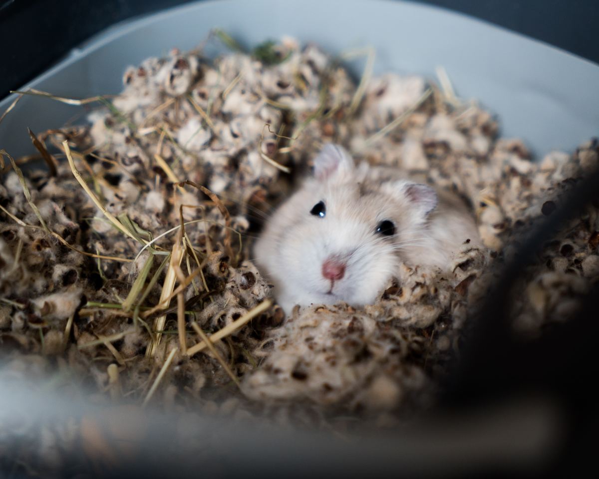 10 Diseases You Can Catch From Your Pets - HubPages