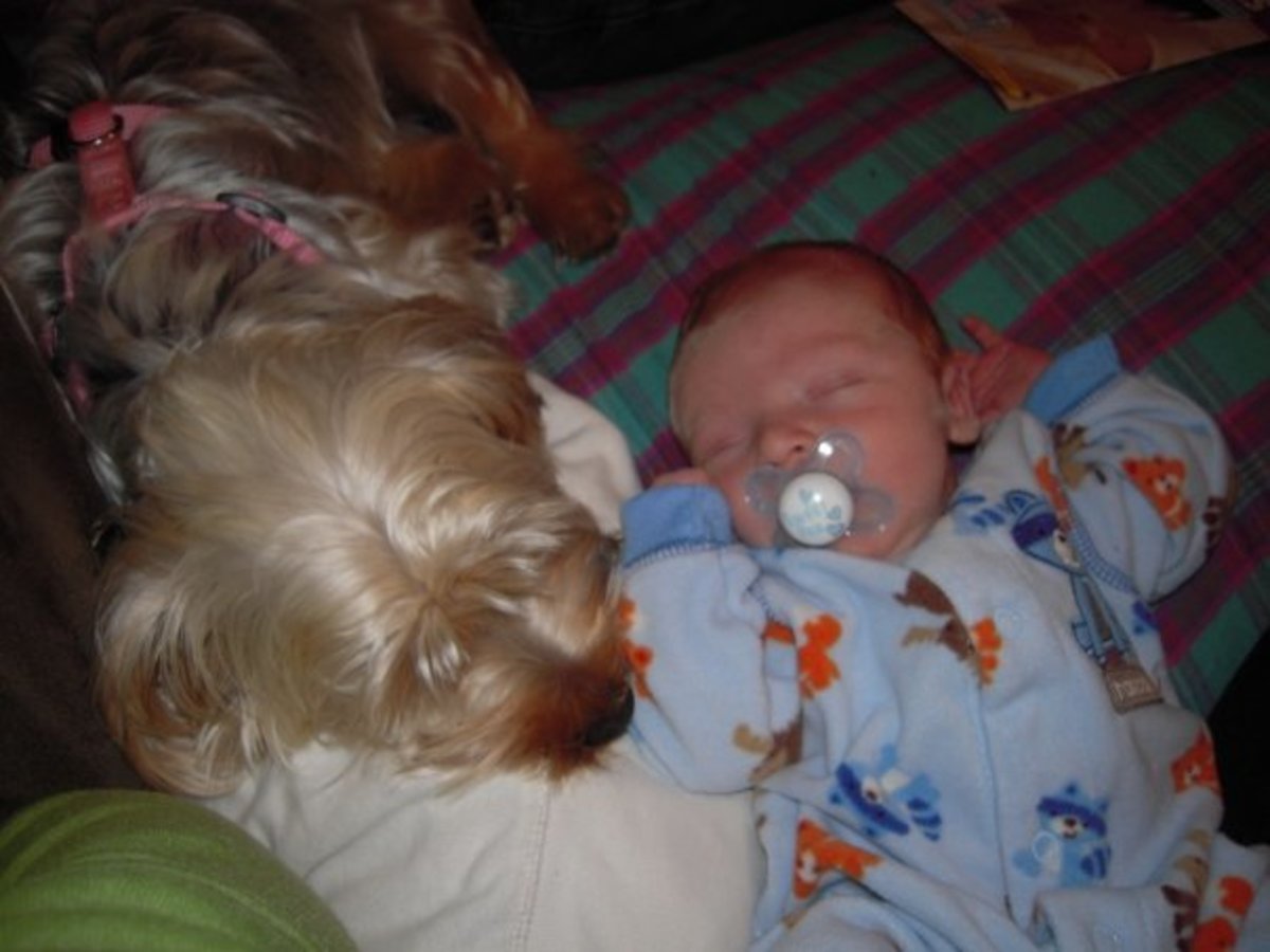 Why My Giant Yorkie Is Better Than Your Teacup Yorkie - PetHelpful