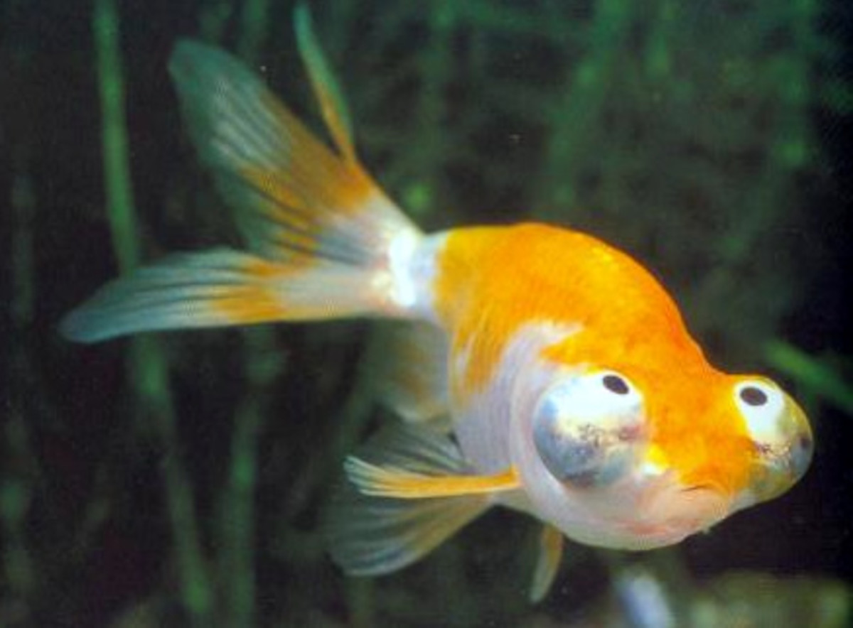 Celestial Goldfish