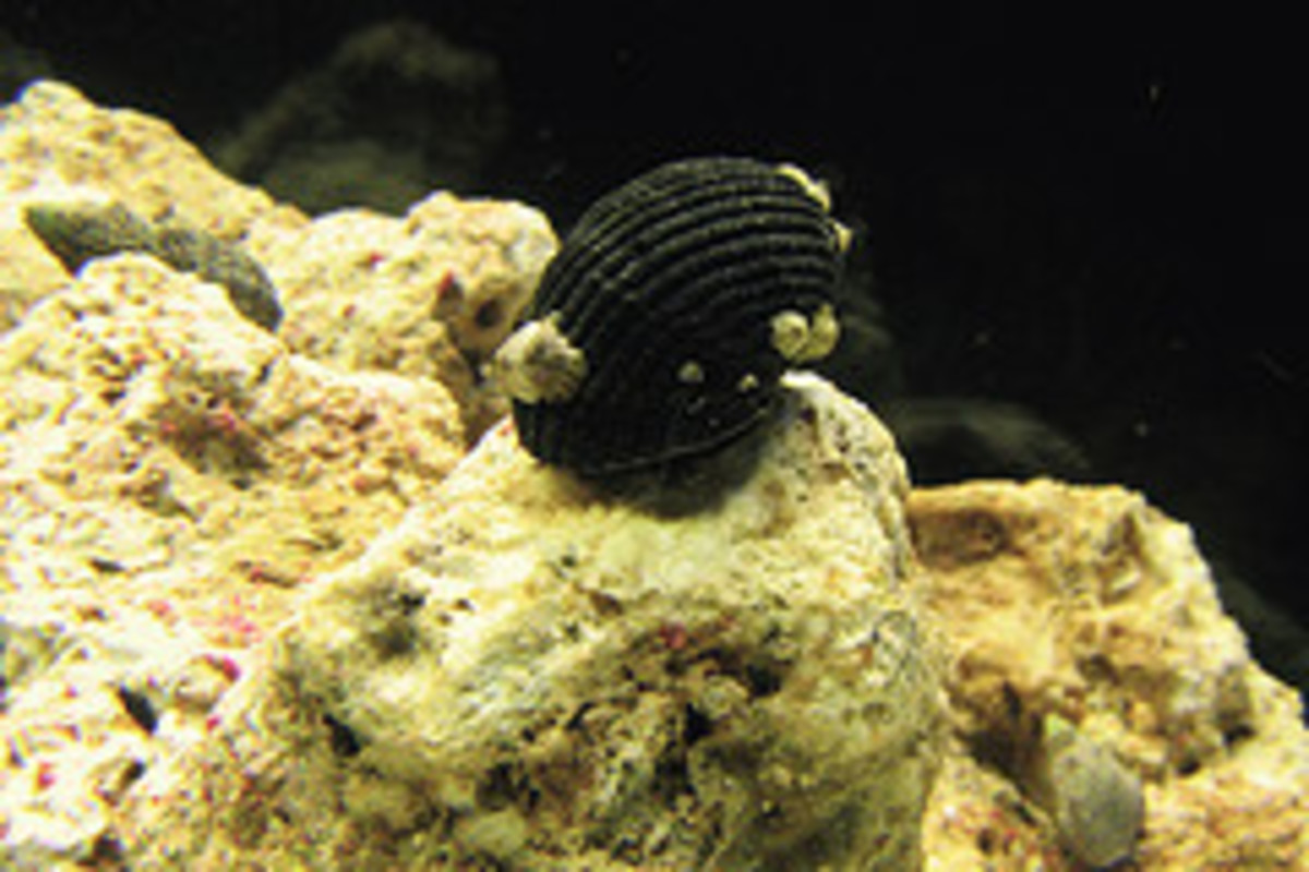 4 Aquatic Snail Species for Your Freshwater Aquarium - PetHelpful