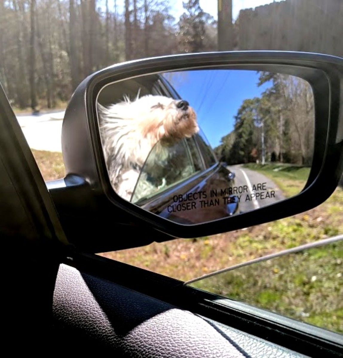 Cockapoos: The Cutest Dog in the World! - HubPages