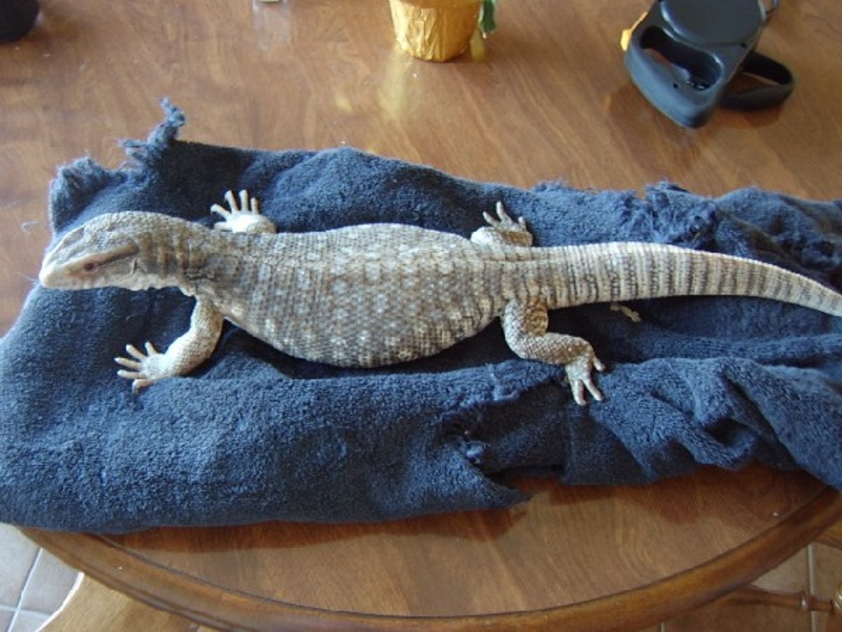 Monitor Lizard Monitor Lizard