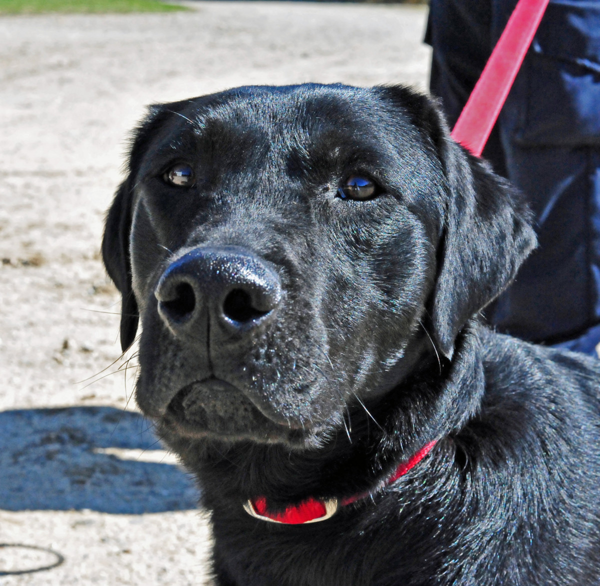 40 Ideas For Black Dog Names PetHelpful