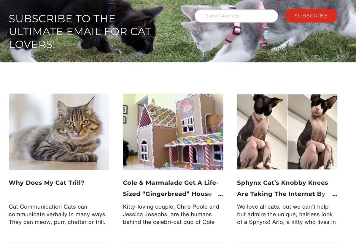 Great Websites for Cat Lovers: Facts, Photos, and Videos - PetHelpful