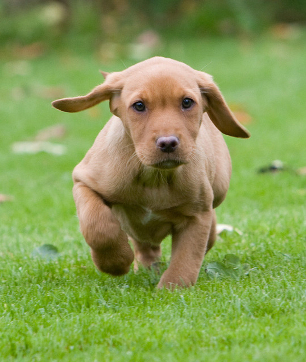 How Do I Convince My Boyfriend To Get A Dog
