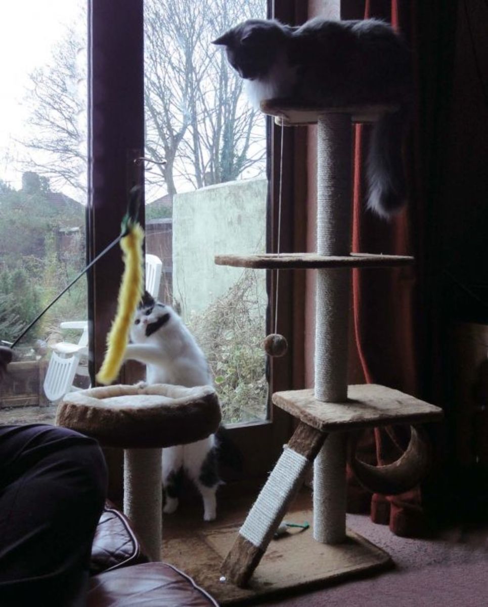 Interactive Feeders and Toys That Cats Love - HubPages