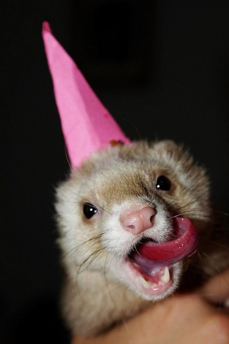 Why Ferrets Are the Happiest Pets - PetHelpful