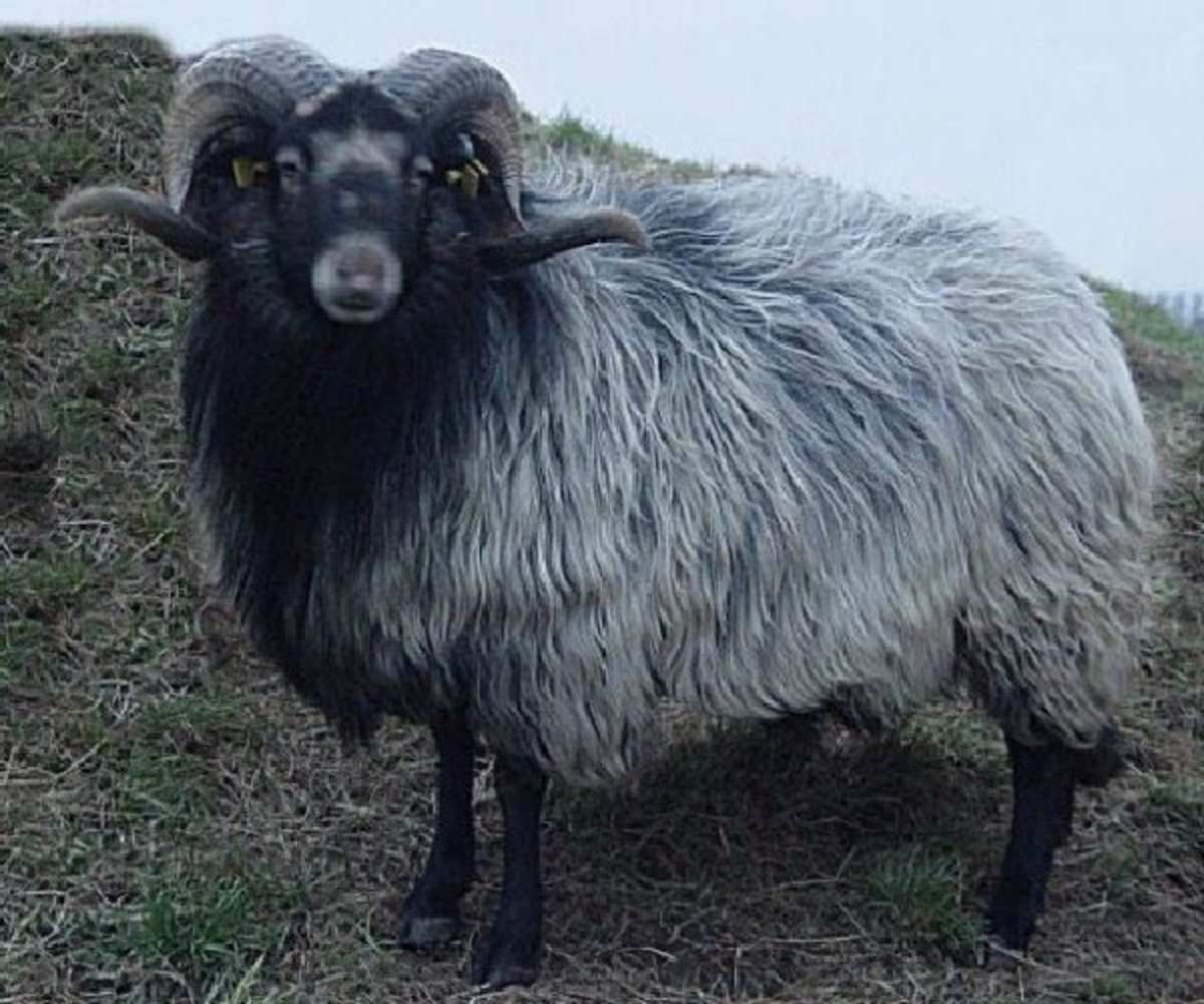 Dutch Native Sheep Breed: Drenthe Heath Sheep (Drents Heideschaap ...
