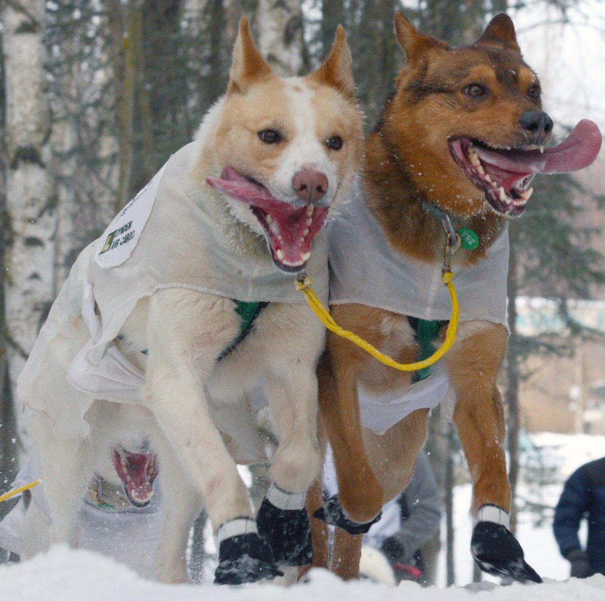 2013 Iditarod Winner Mitch Seavey and His Team of Dogs - HubPages