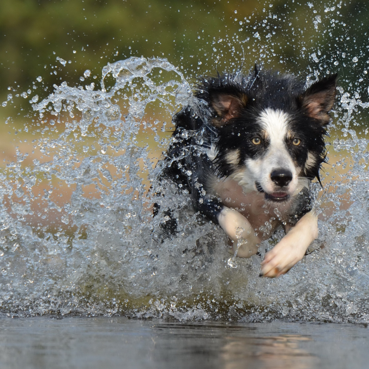 The Benefits of Exercise for Dogs With Behavioral Problems - HubPages