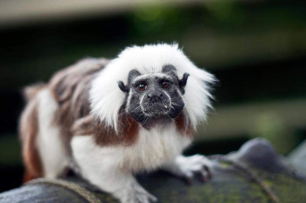 Which Exotic Pets Are Legal In The United States PetHelpful