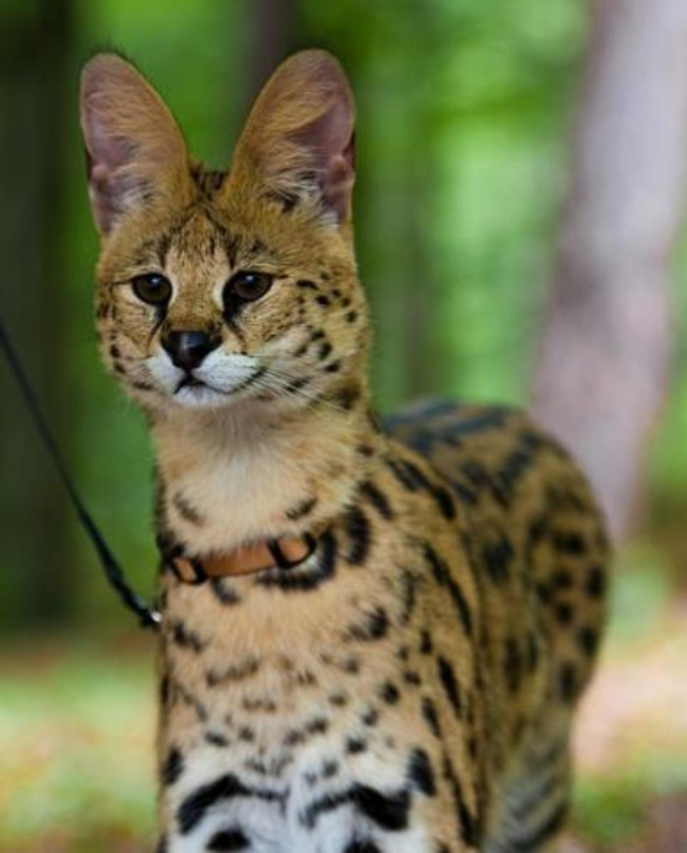 Which Exotic Pets Are Legal In The United States PetHelpful