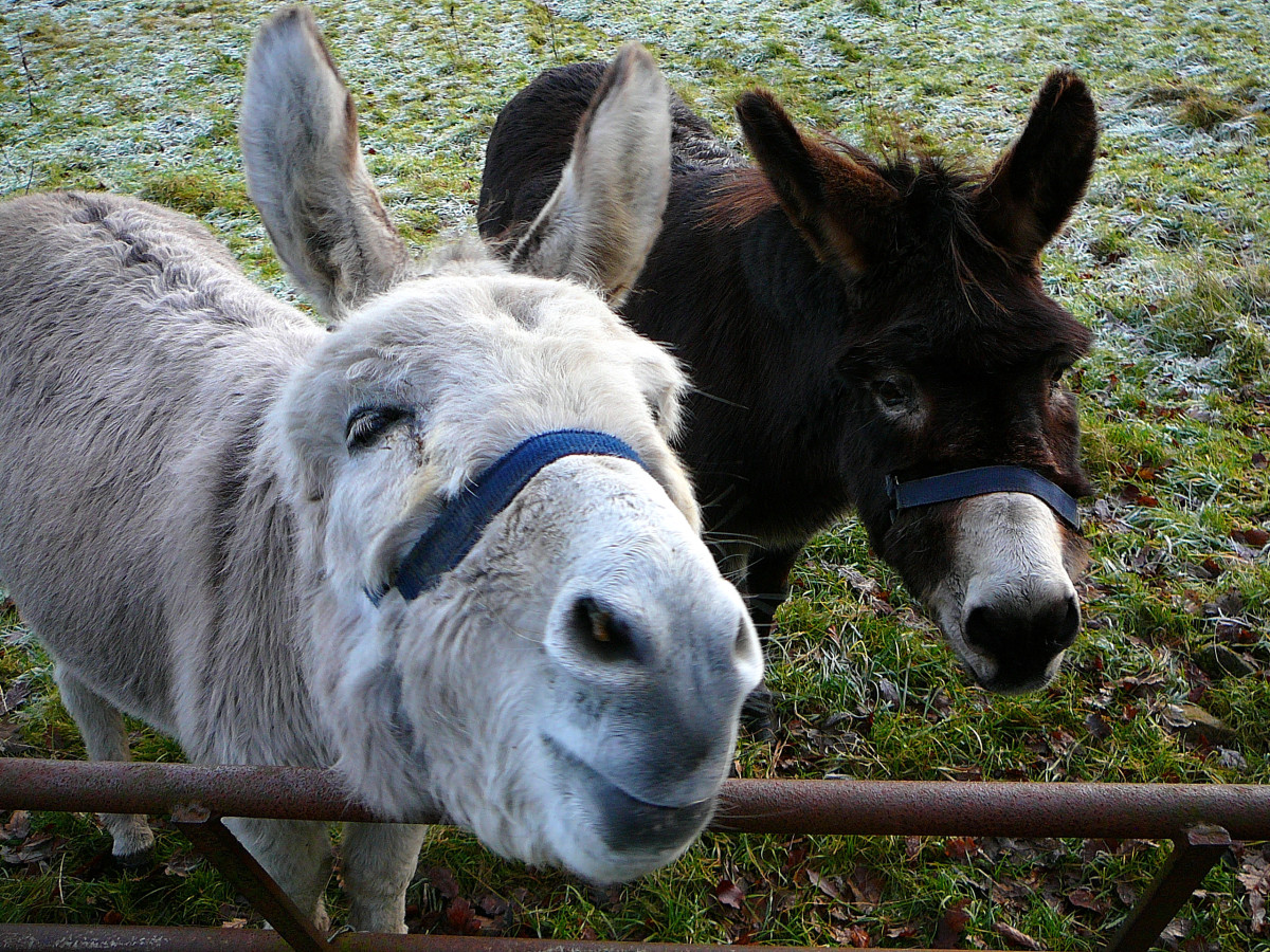 What Donkeys Can Teach Us About Being Human - HubPages