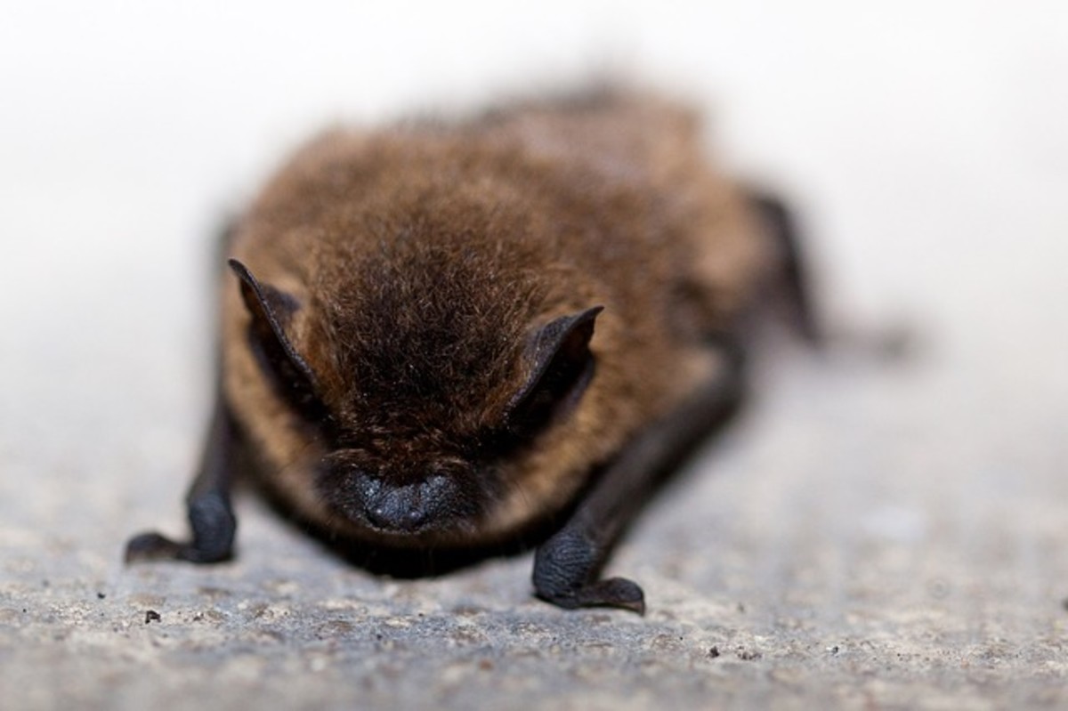 3 Lessons Bats Can Teach Us About Life - HubPages