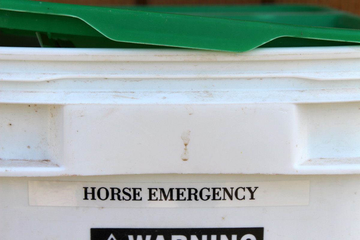 The Essential Foaling Kit for the First-Time Mare Owner - HubPages