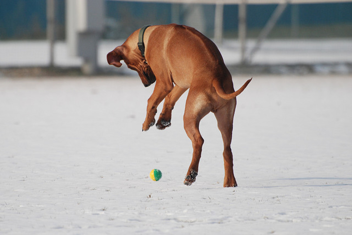 Rhodesian Ridgebacks Hunting