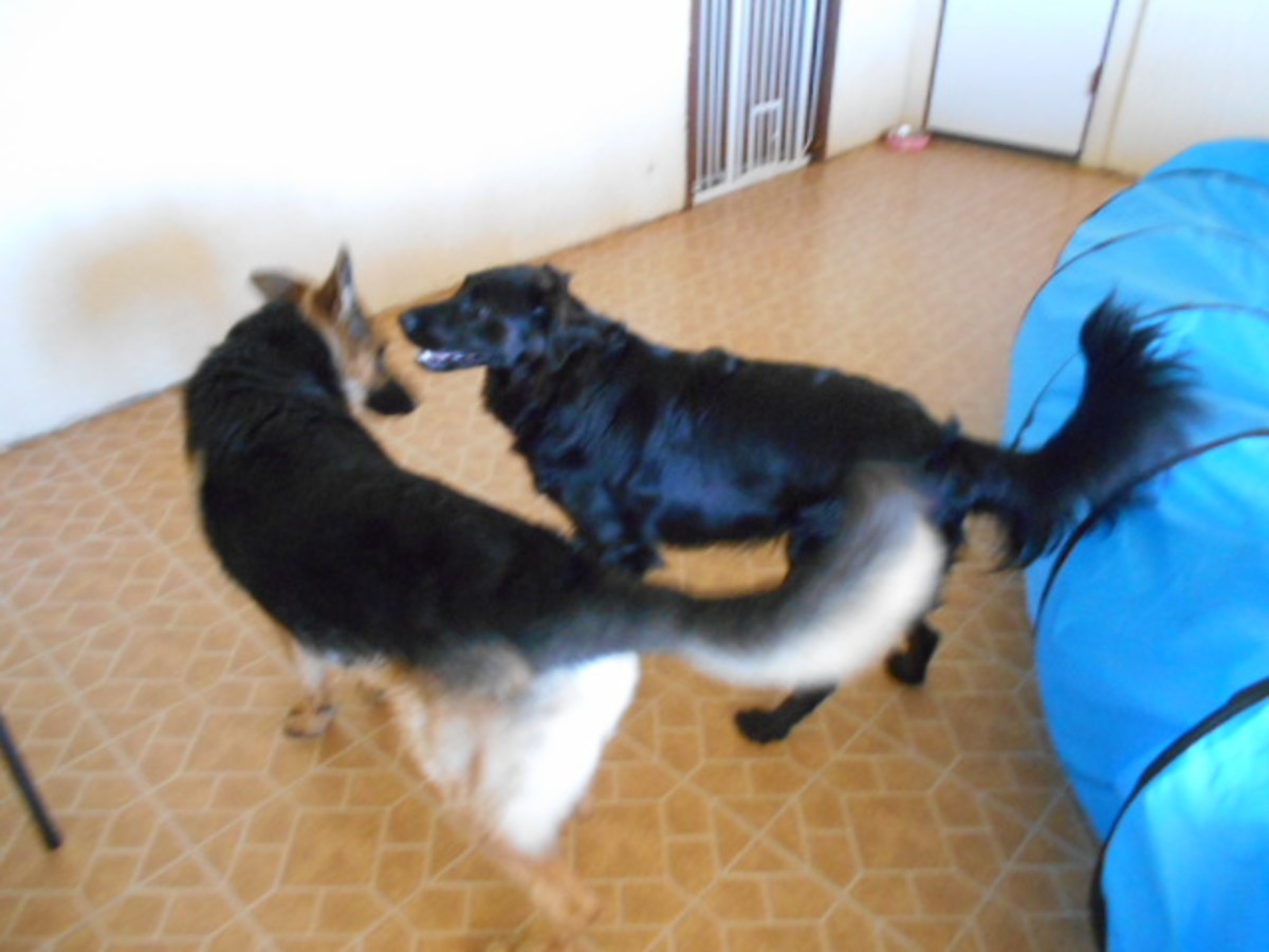 The Use of Meta-Communication in Dog Play - HubPages