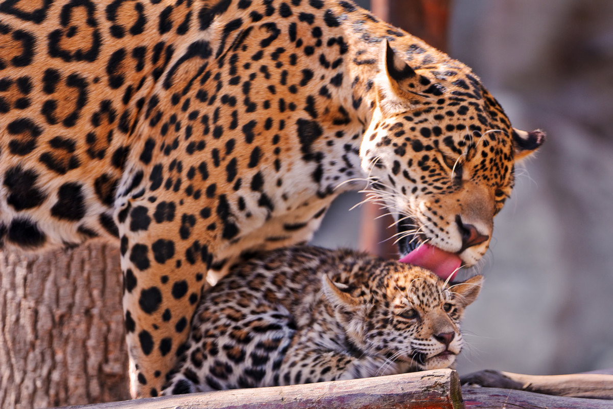 Top 10 Most Dangerous Legal Exotic Pets PetHelpful Top 10 Most Dangerous Legal Exotic Pets PetHelpful