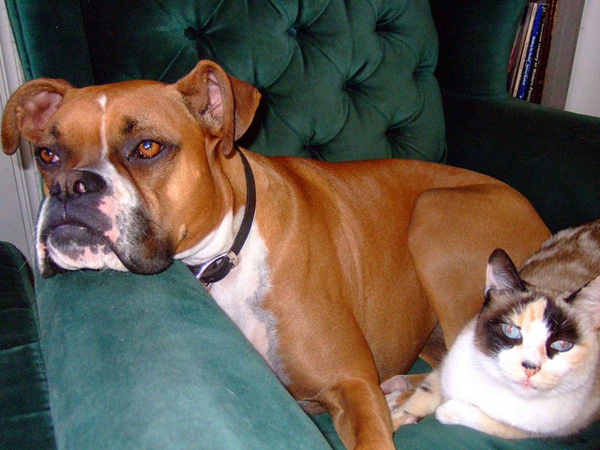 Seven Happy Dog Breeds That Your Family Will Love - PetHelpful