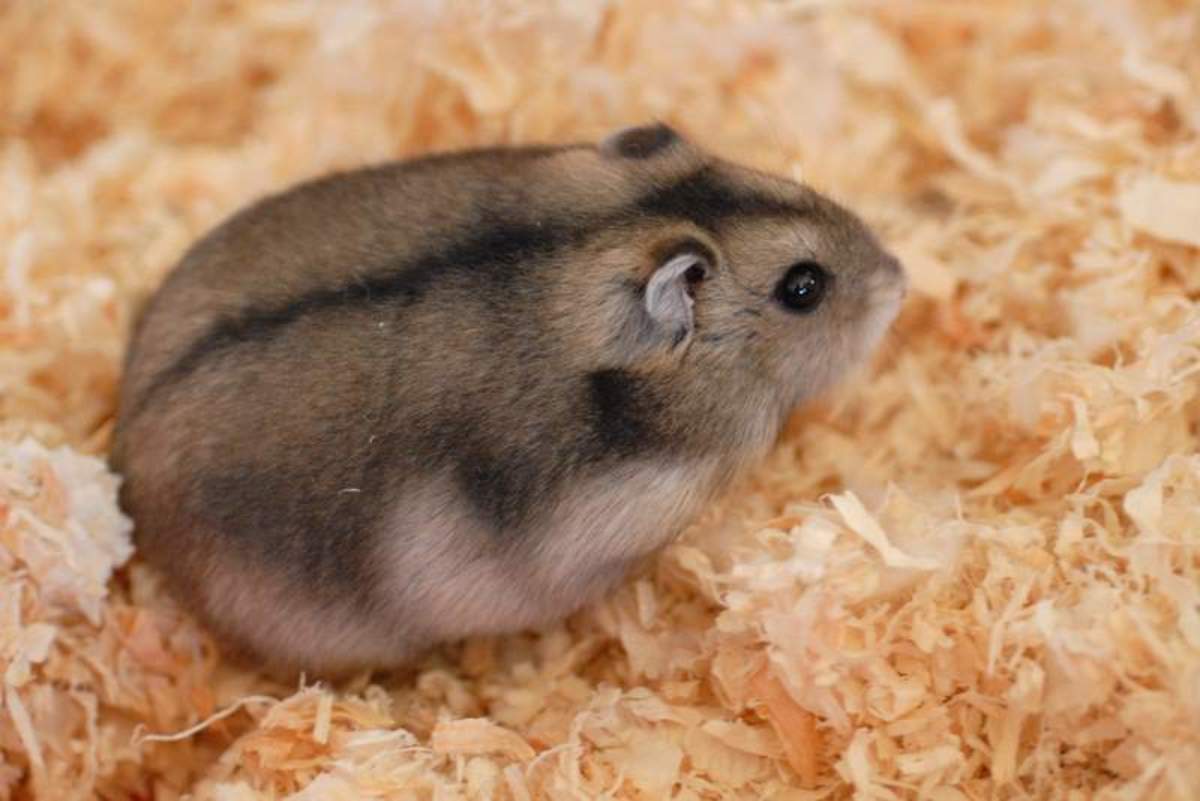 Symptoms of and Dealing With Uterine Problems in Hamsters - PetHelpful