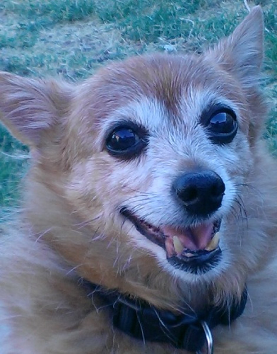 How I Gave My Dog a Great Final Year - HubPages