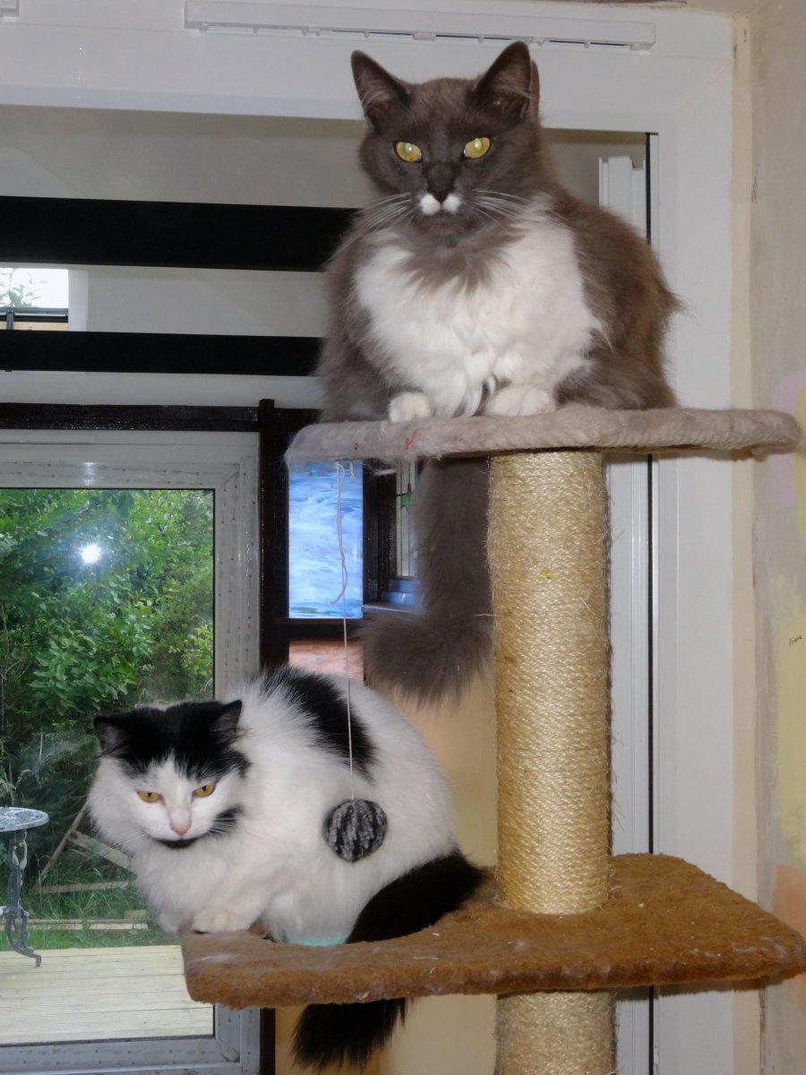 Guide to Making a Cat Highway and Cat Tree Fit for a Maine Coon - HubPages
