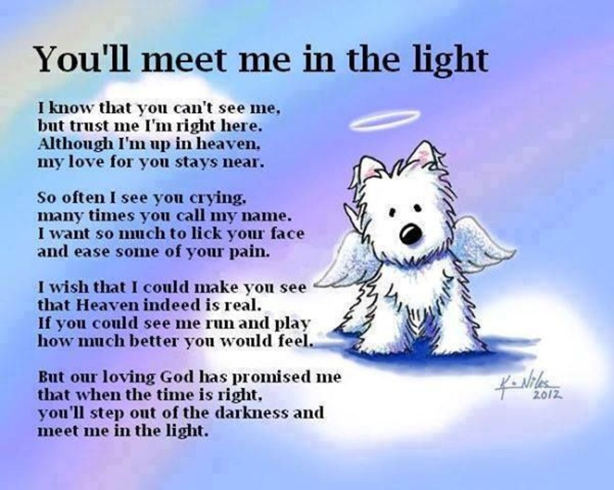 Why It s Okay To Grieve A Pet and What To Say If Anyone Disagrees Why It s Okay To Grieve A Pet and What To Say If Anyone Disagrees