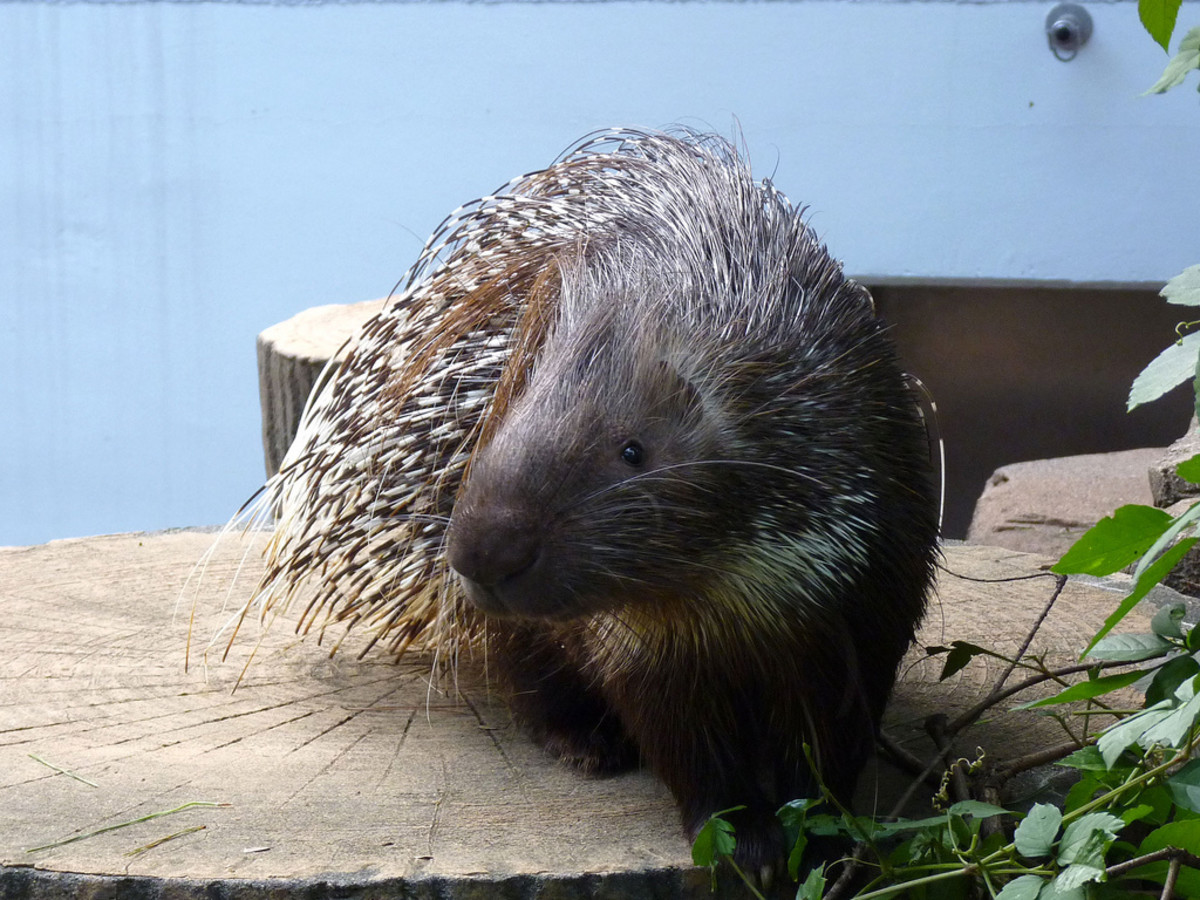10 Cheap Exotic Pets PetHelpful