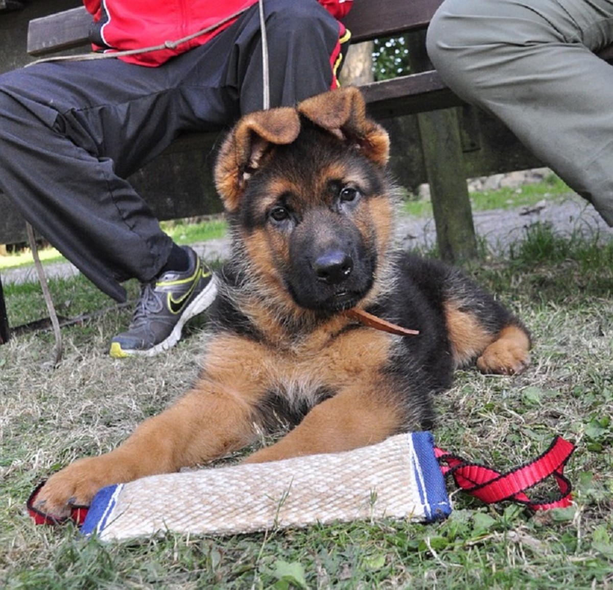 Top 10 When Do German Shepherds Ears Stand Up You Need To Know
