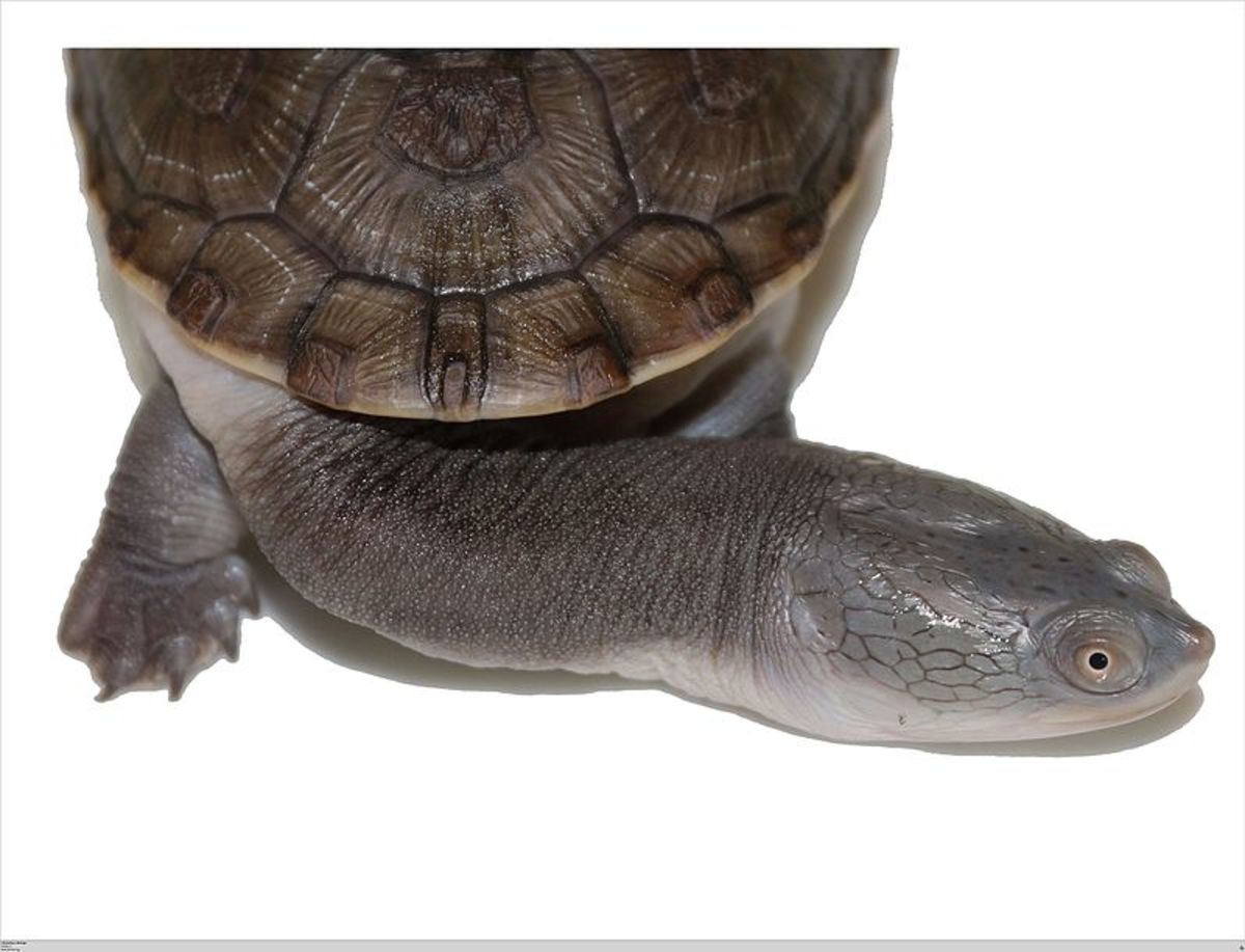 15 Pets You Can Own That Look Like Dinosaurs and Prehistoric Animals ...